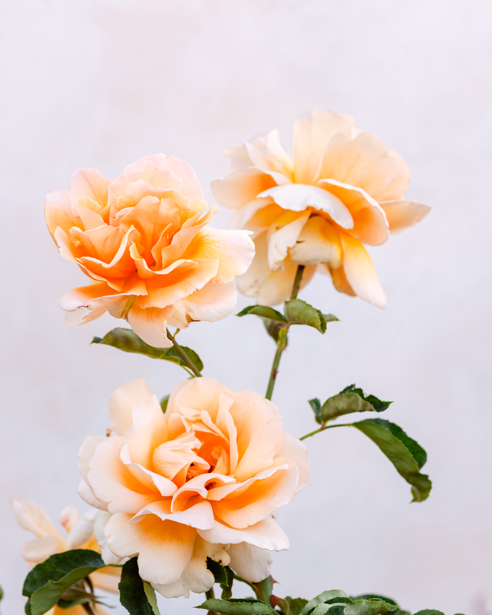 The Best Lenses for Flower Photography